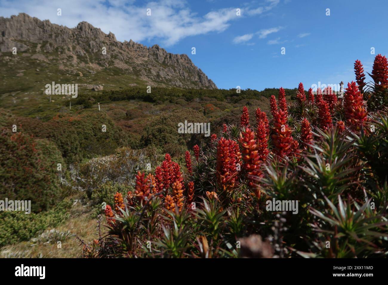 scoparia (Richea scoparia) Plantae Stock Photo - Alamy