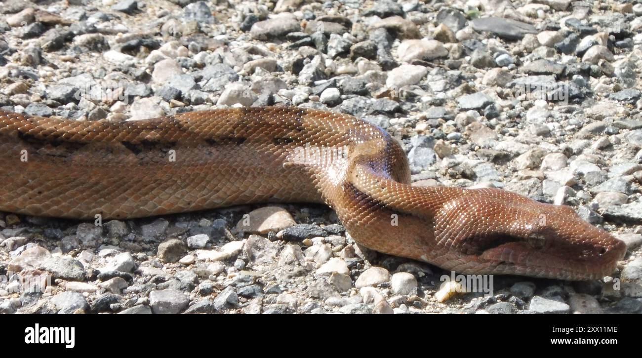 Central American Boa (Boa imperator) Reptilia Stock Photo - Alamy