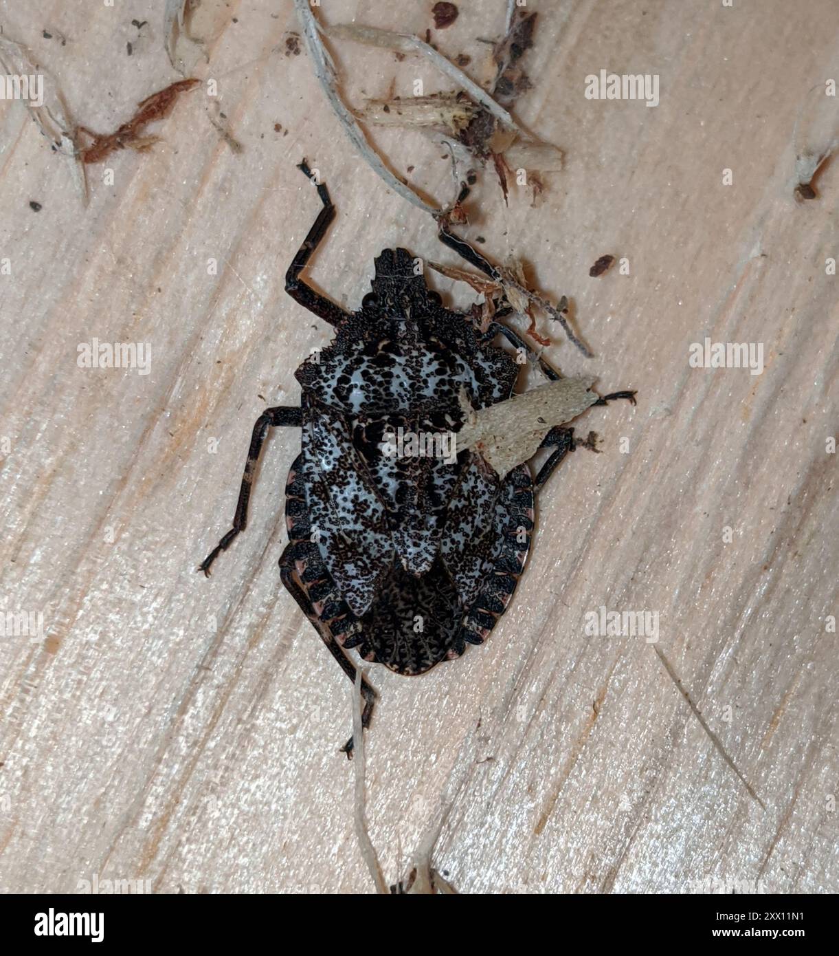Rough Stink Bugs (Brochymena) Insecta Stock Photo - Alamy