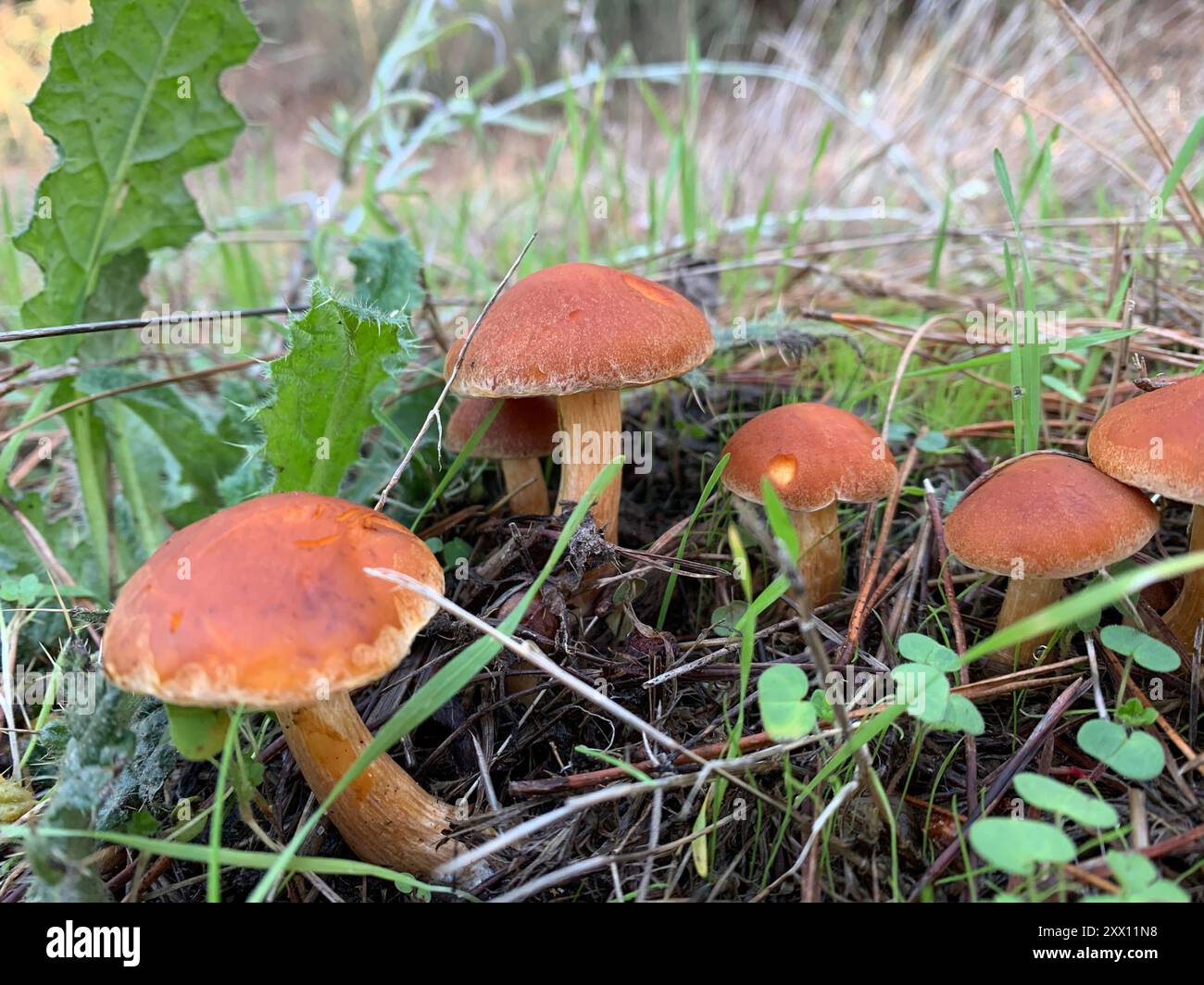 Chip Cherries (Leratiomyces ceres) Fungi Stock Photo - Alamy