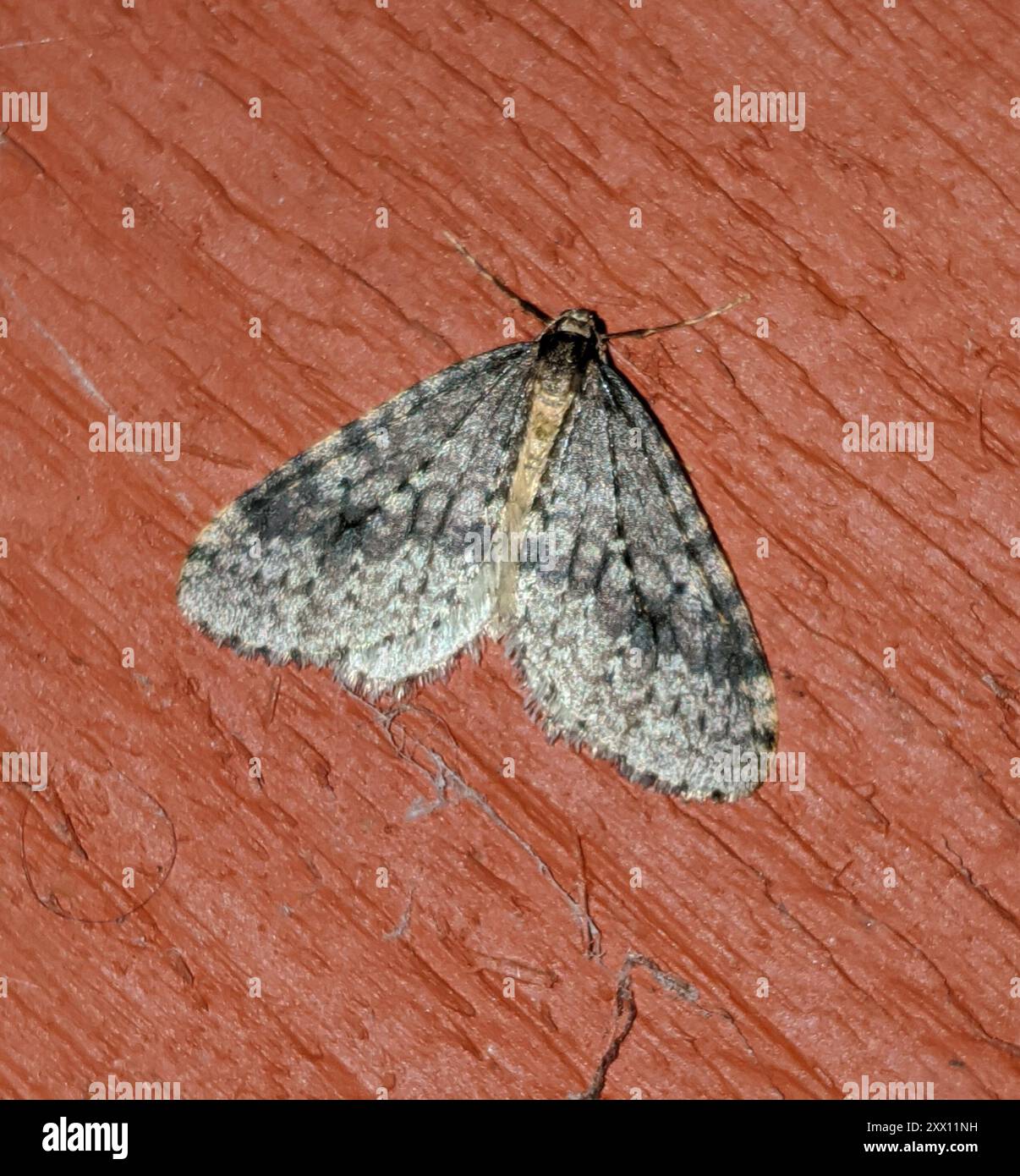 Western Bruce Spanworm (Operophtera occidentalis) Insecta Stock Photo ...