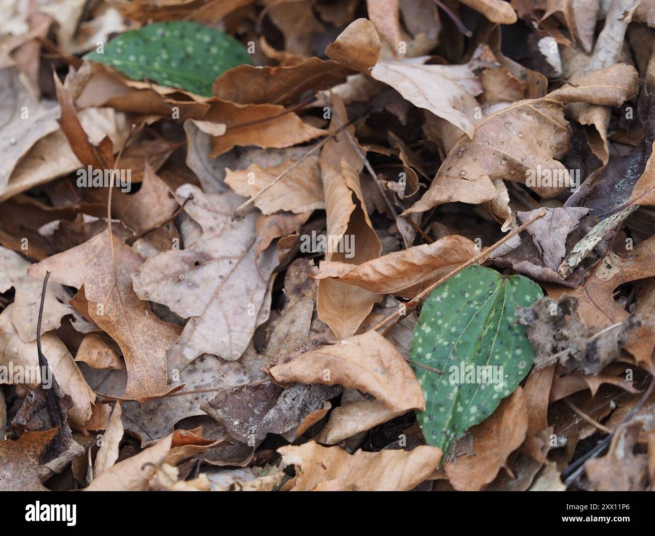 crane-fly orchid (Tipularia discolor) Plantae Stock Photo - Alamy