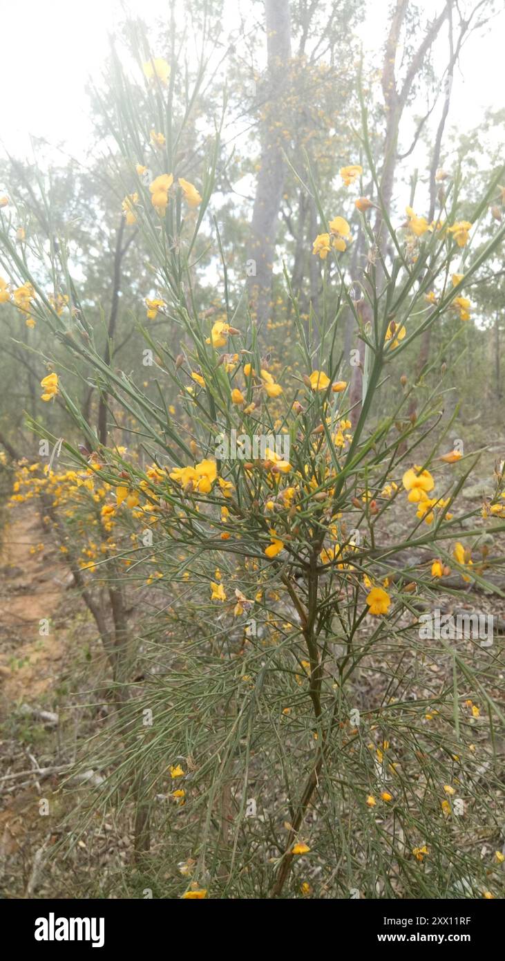 winged broom-pea (Jacksonia scoparia) Plantae Stock Photo - Alamy