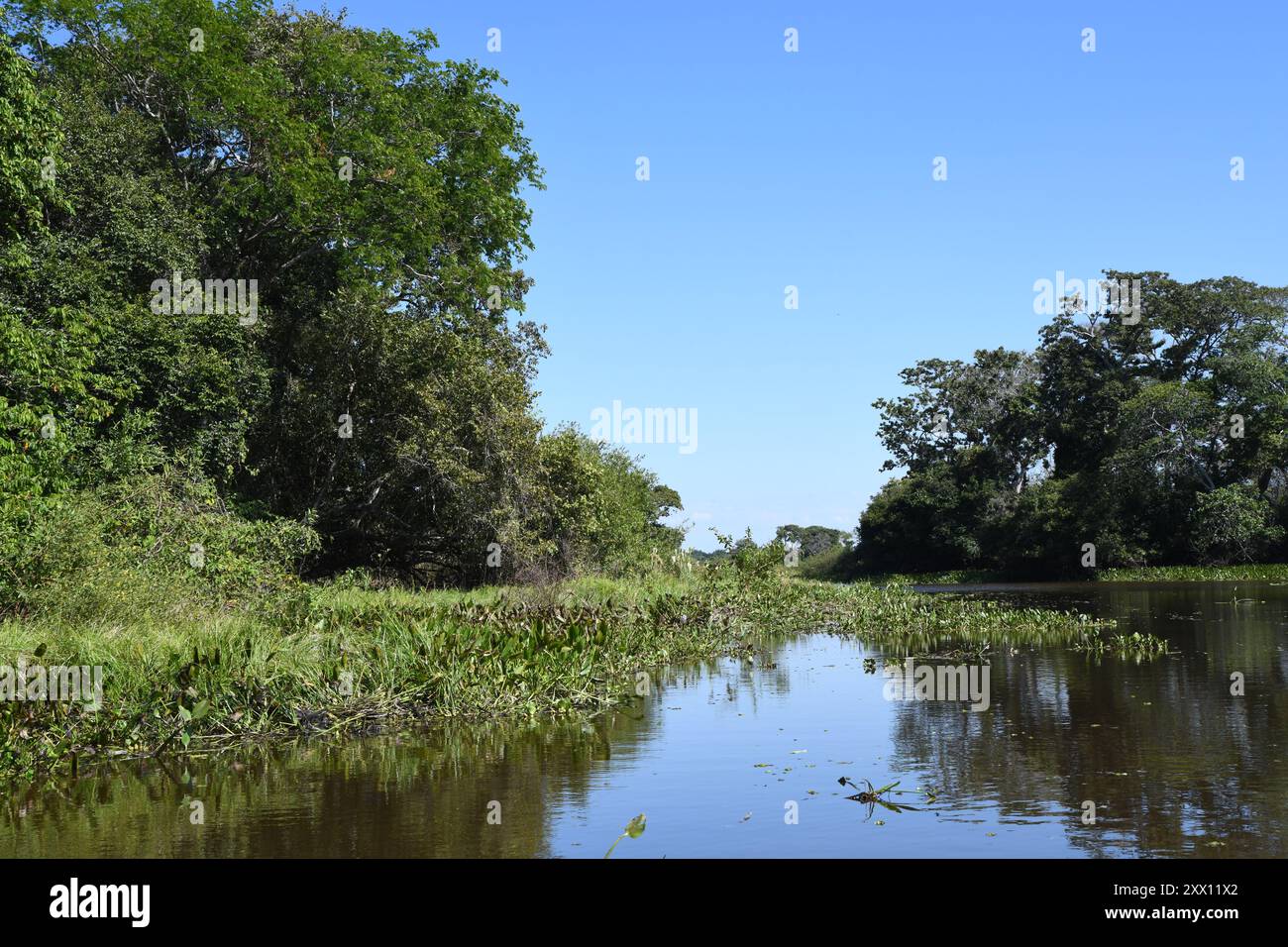 The Pantanal in Brazil is the world's largest tropical wetland area ...