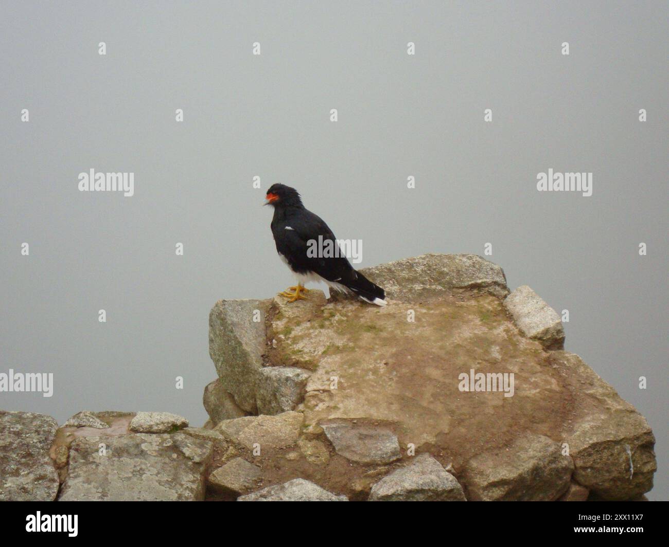 Mountain Caracara (Daptrius megalopterus) Aves Stock Photo - Alamy