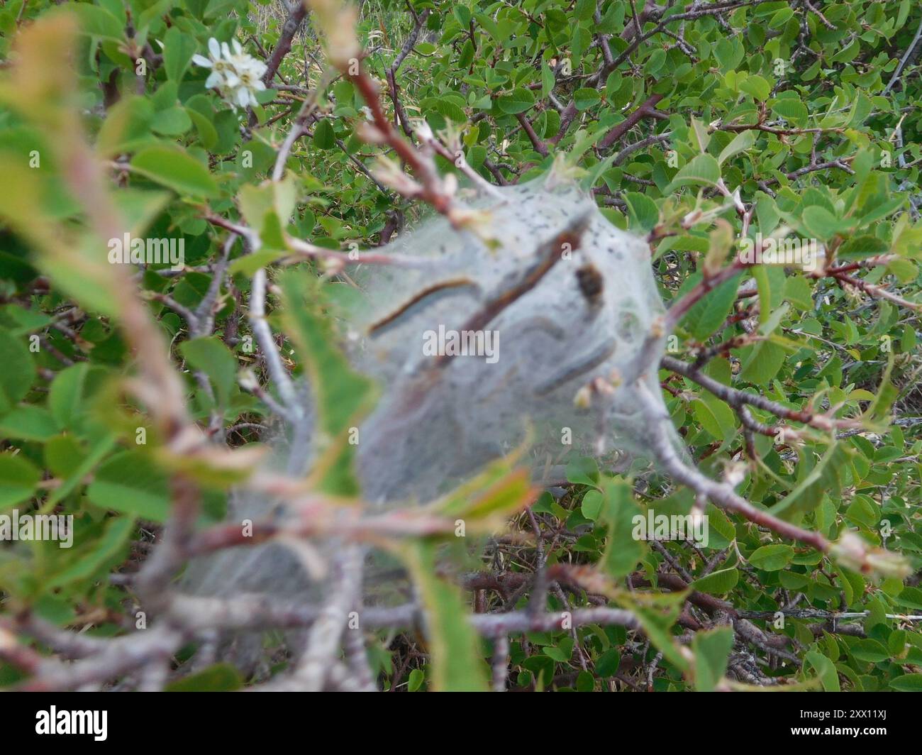 Southwestern Tent Caterpillar Moth (Malacosoma incurva) Insecta Stock ...