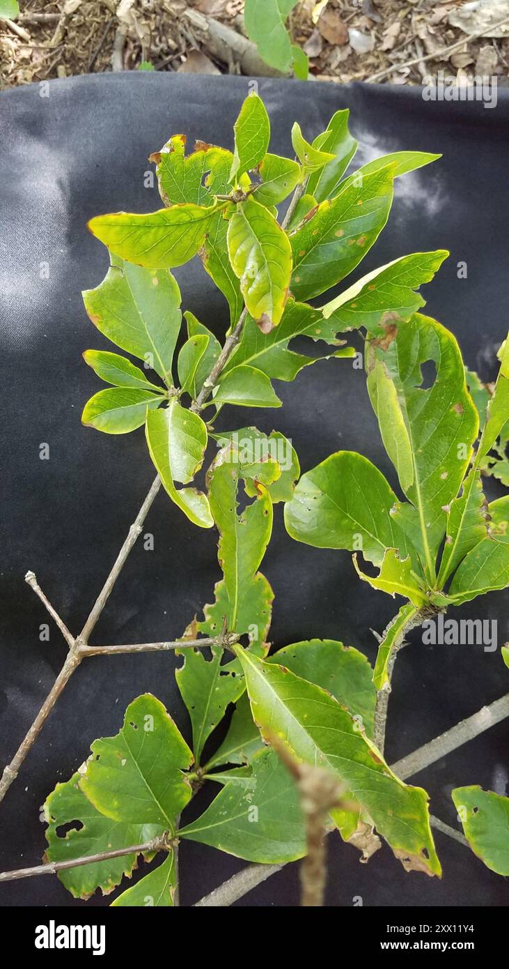 (Randia nicaraguensis) Plantae Stock Photo - Alamy