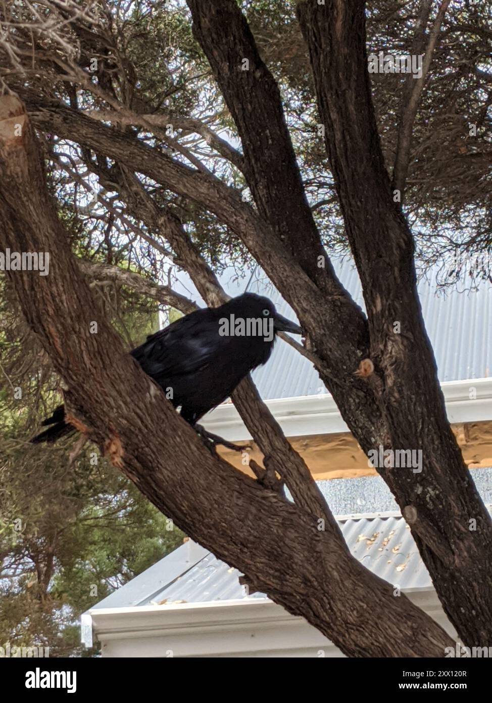 Australian Raven (Corvus coronoides) Aves Stock Photo - Alamy