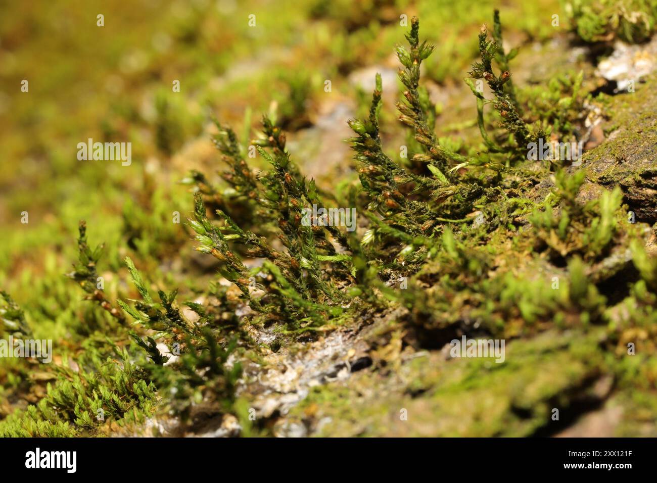 Lateral Cryphaea (Cryphaea heteromalla) Plantae Stock Photo - Alamy
