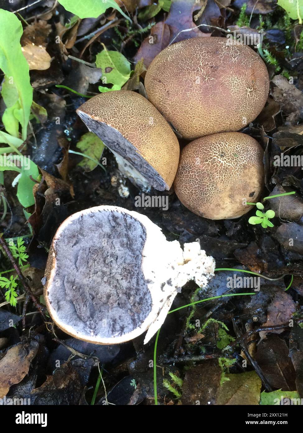 Onion Earthball (Scleroderma cepa) Fungi Stock Photo - Alamy