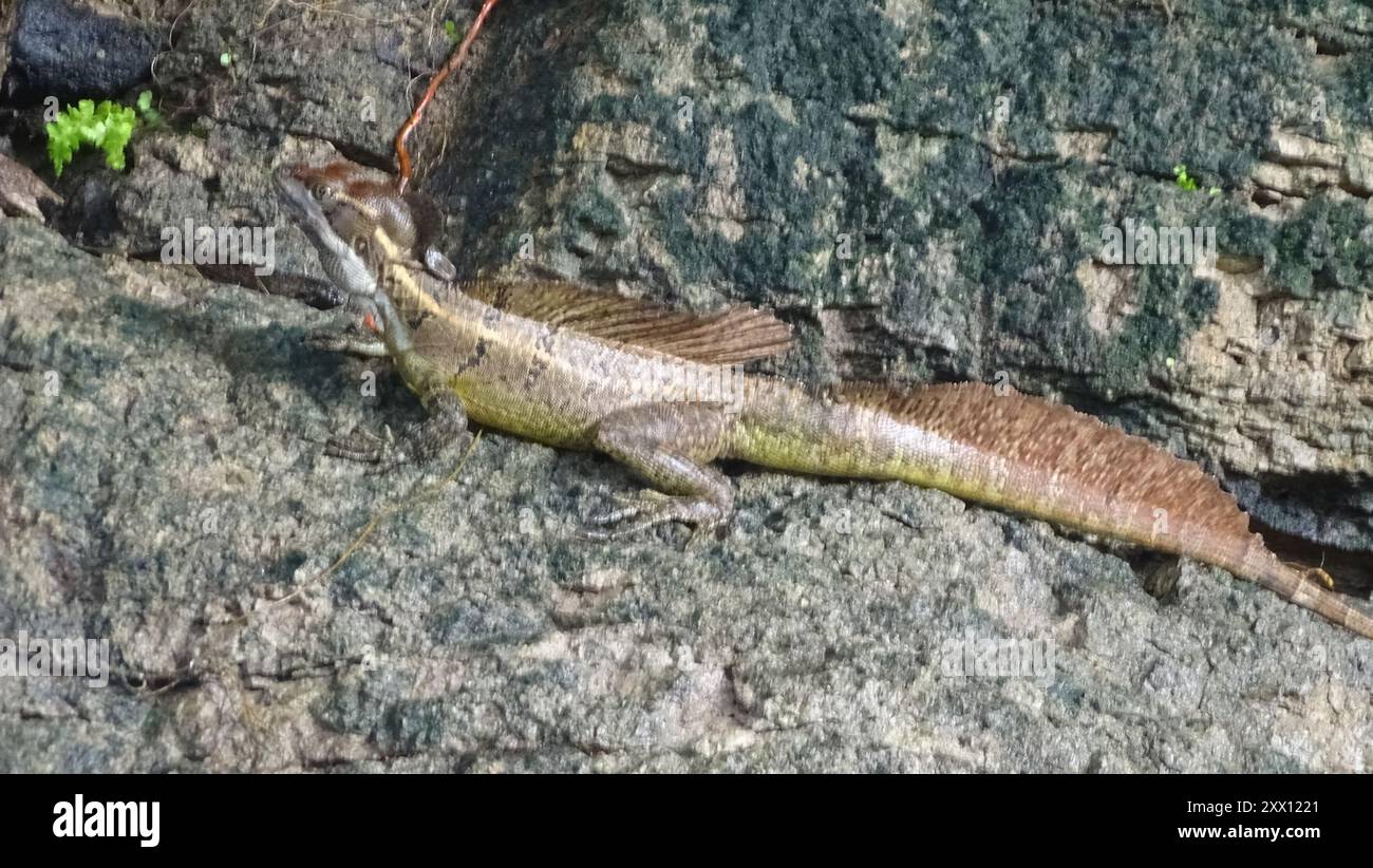 Common Basilisk (Basiliscus basiliscus) Reptilia Stock Photo - Alamy