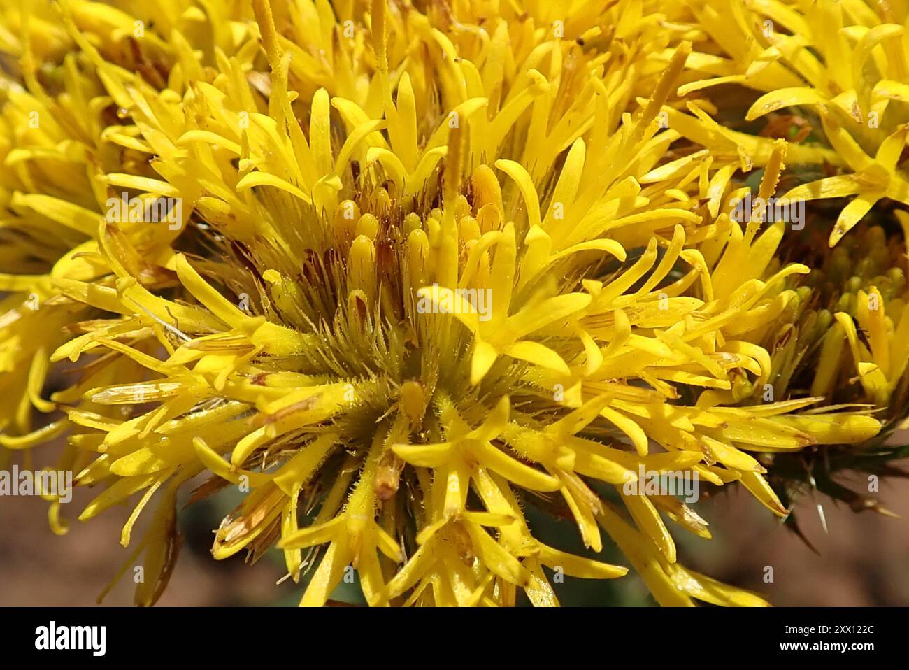 Umbel African Thistle (Berkheya umbellata) Plantae Stock Photo - Alamy