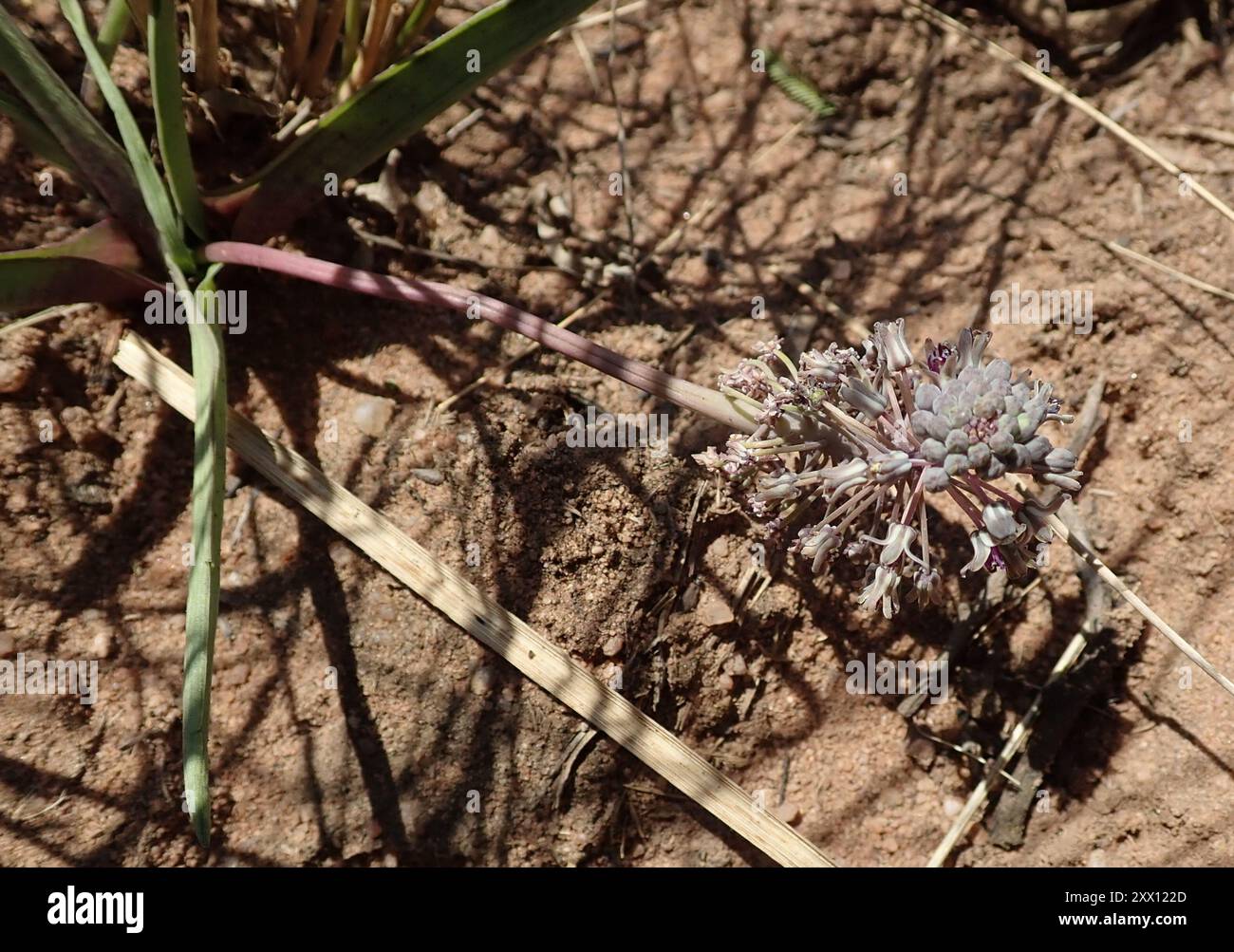 Cooper’s African hyacinth (Ledebouria cooperi) Plantae Stock Photo - Alamy