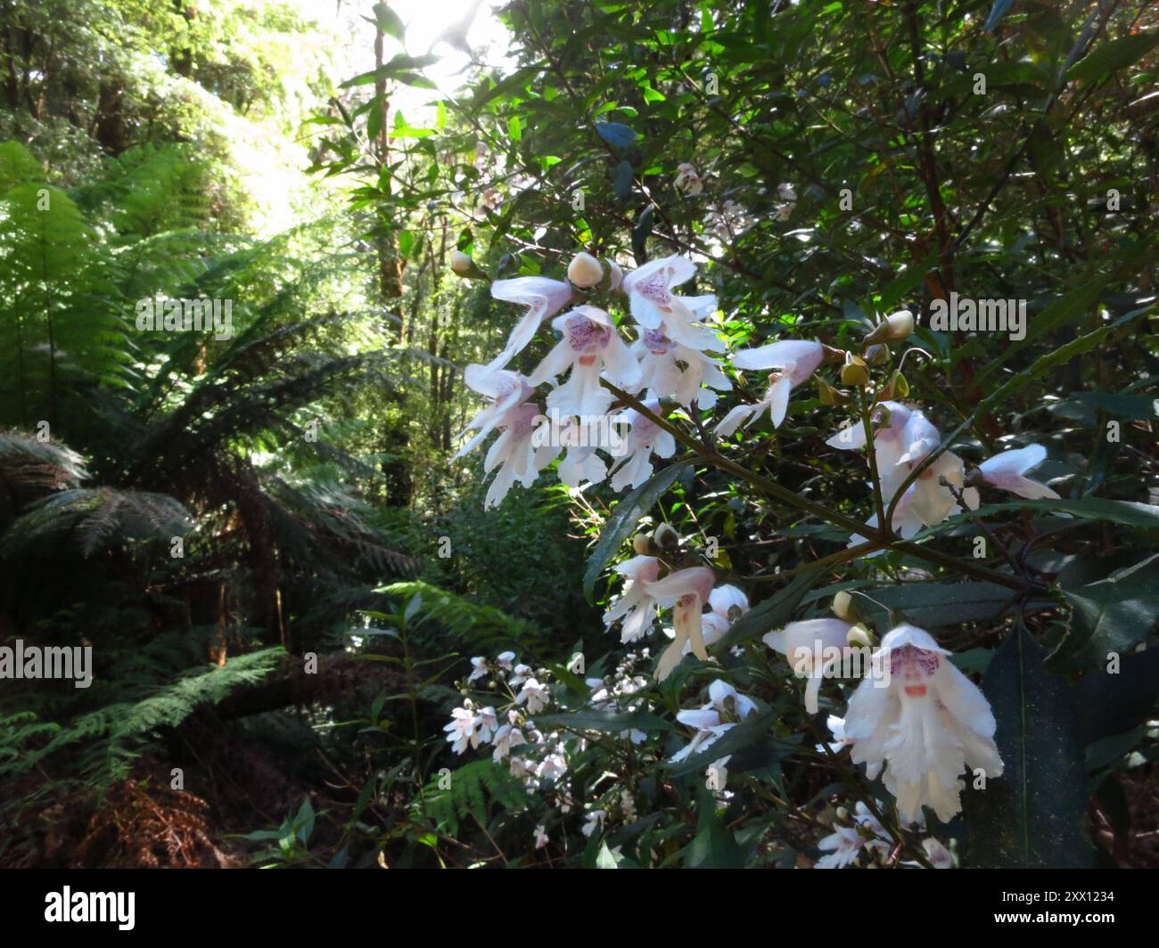 Christmas Bush (Prostanthera lasianthos) Plantae Stock Photo - Alamy