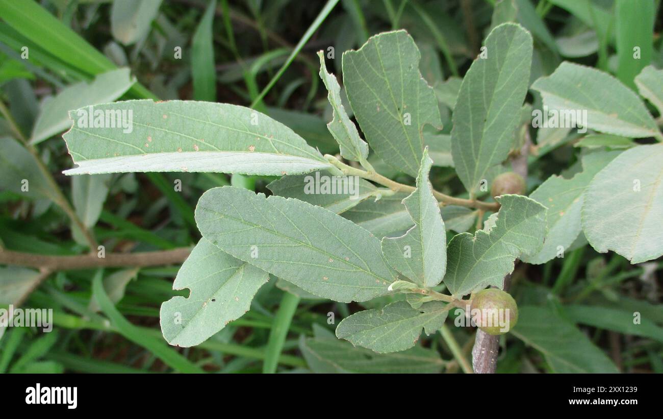 Grewia flava hi-res stock photography and images - Alamy