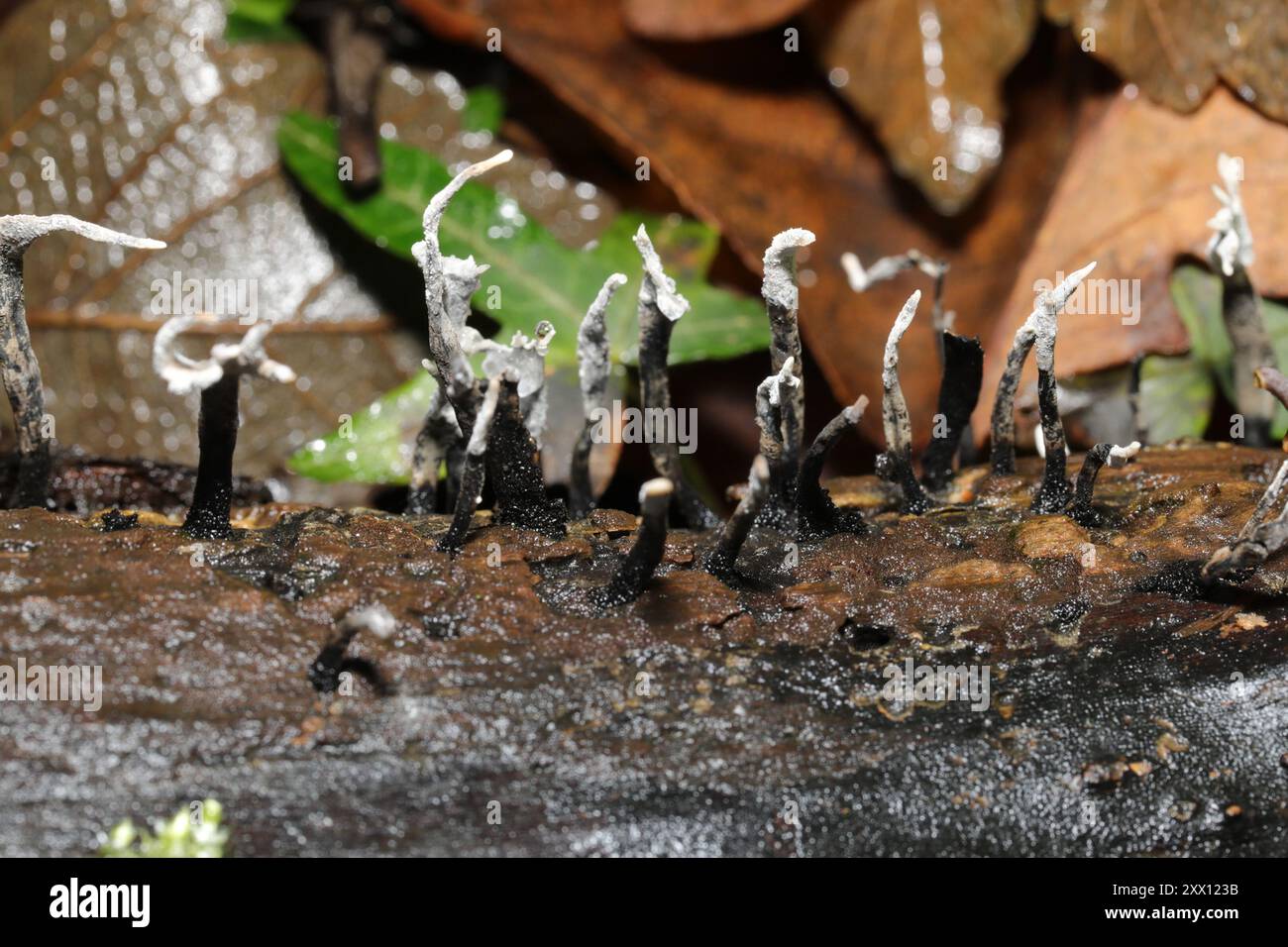 Candlesnuff Fungus (Xylaria hypoxylon) Fungi Stock Photo - Alamy