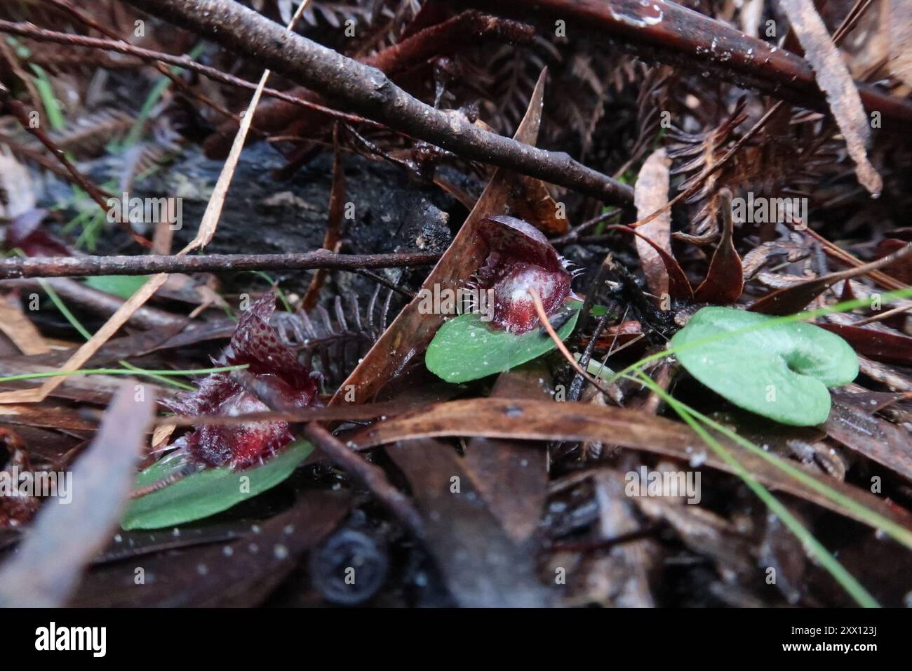Fringed Helmet-orchid (Corybas fimbriatus) Plantae Stock Photo - Alamy