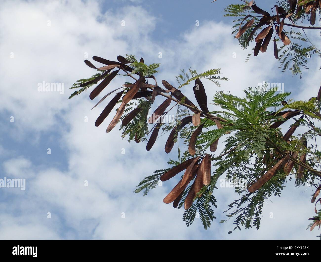 White leadtree (Leucaena leucocephala) Plantae Stock Photo - Alamy