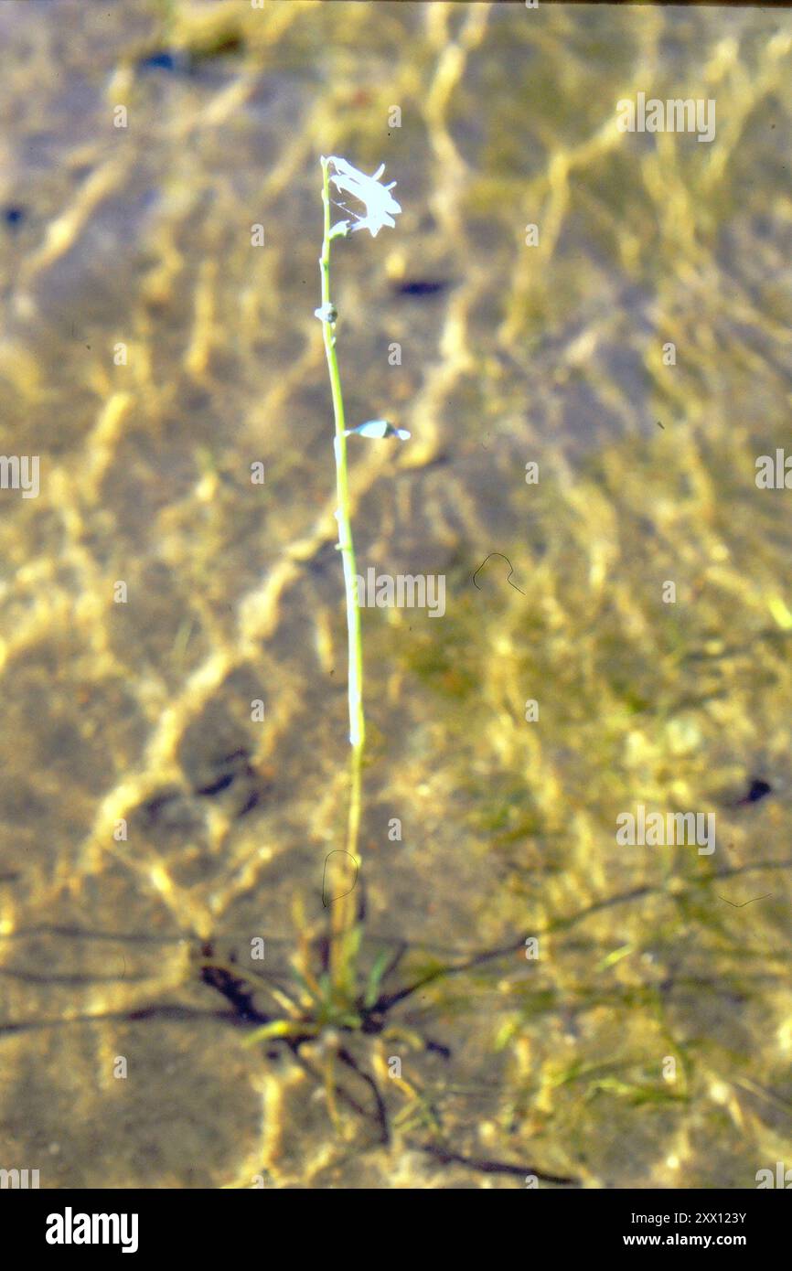 Water Lobelia (Lobelia dortmanna) Plantae Stock Photo - Alamy