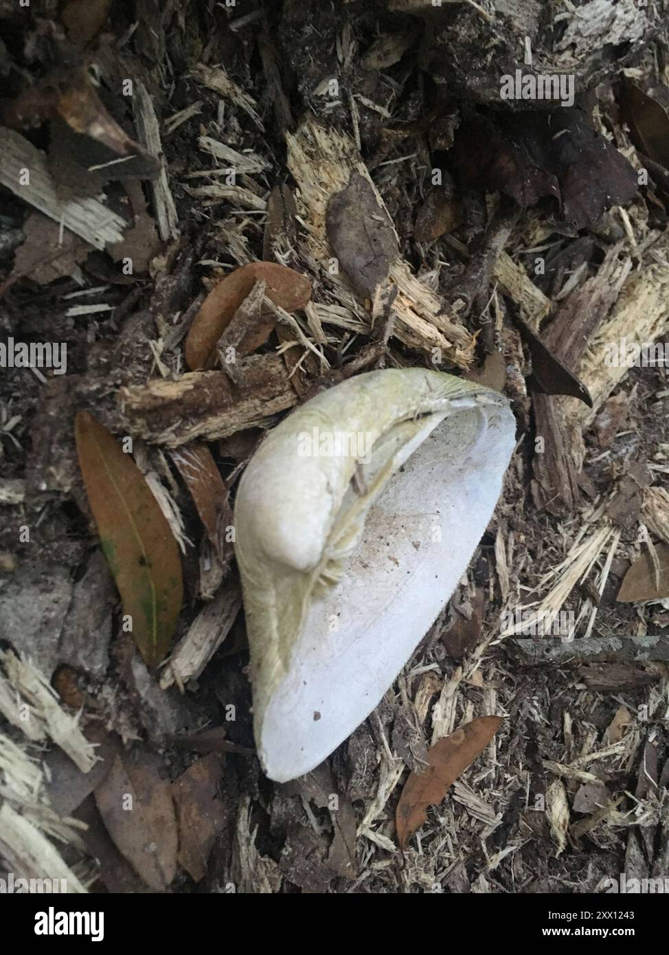 Southern Quahog (Mercenaria campechiensis) Mollusca Stock Photo - Alamy