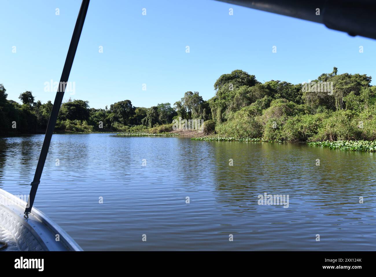 Wildlife spotting in the Pantanal from a motorboat Stock Photo - Alamy