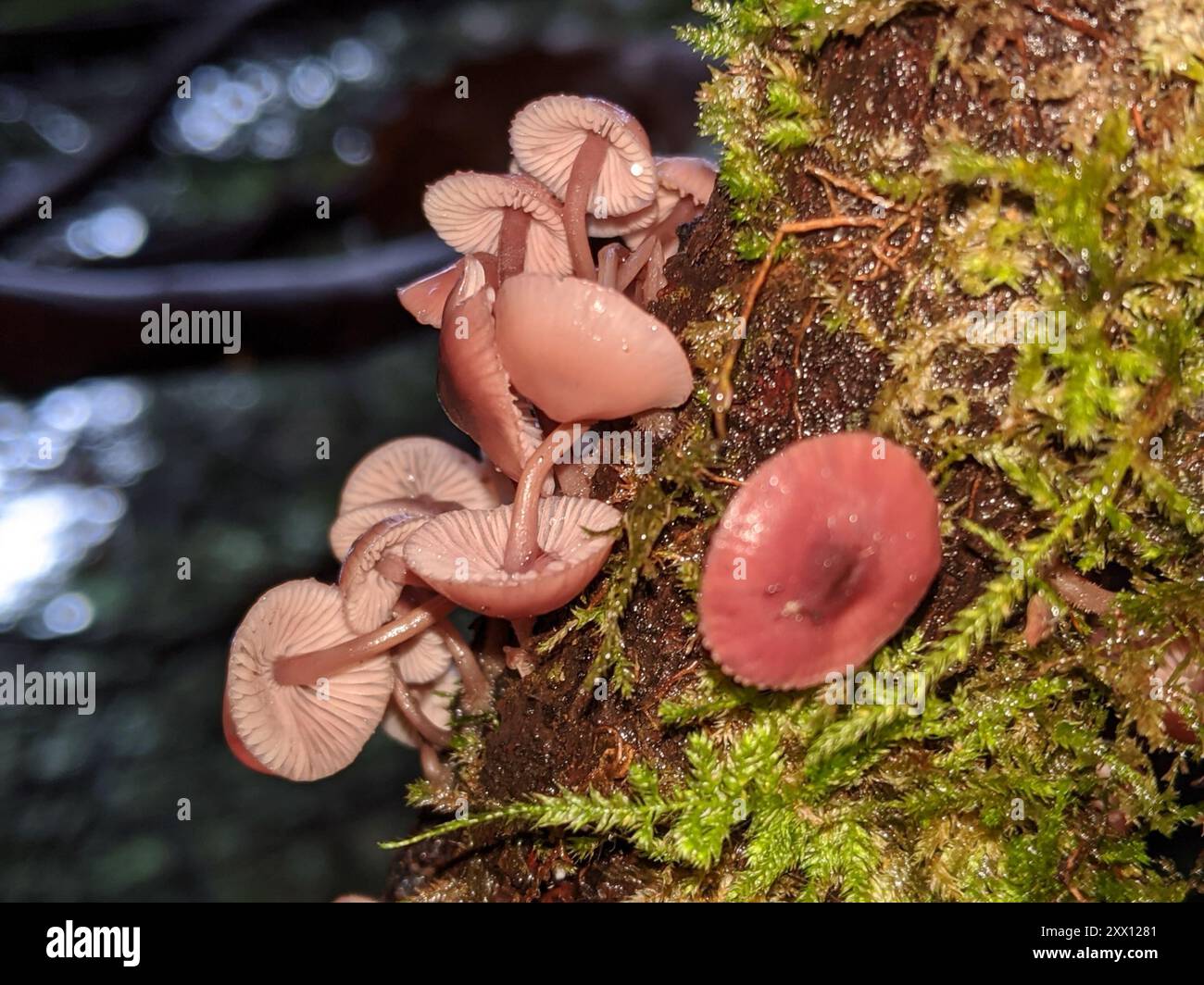 Bleeding Fairy Helmet (Mycena haematopus) Fungi Stock Photo - Alamy