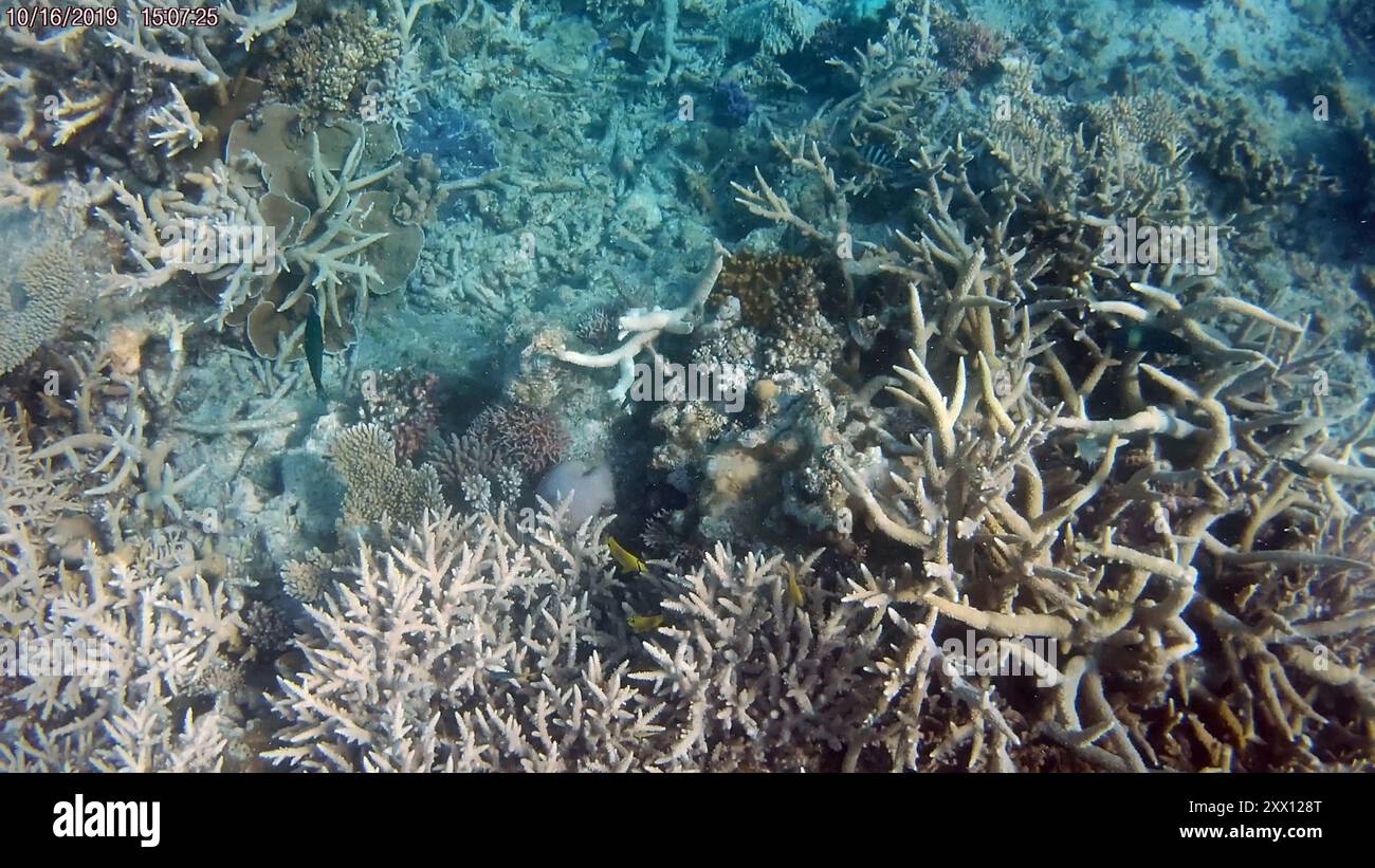Bluespot Butterflyfish (Chaetodon plebeius) Actinopterygii Stock Photo ...