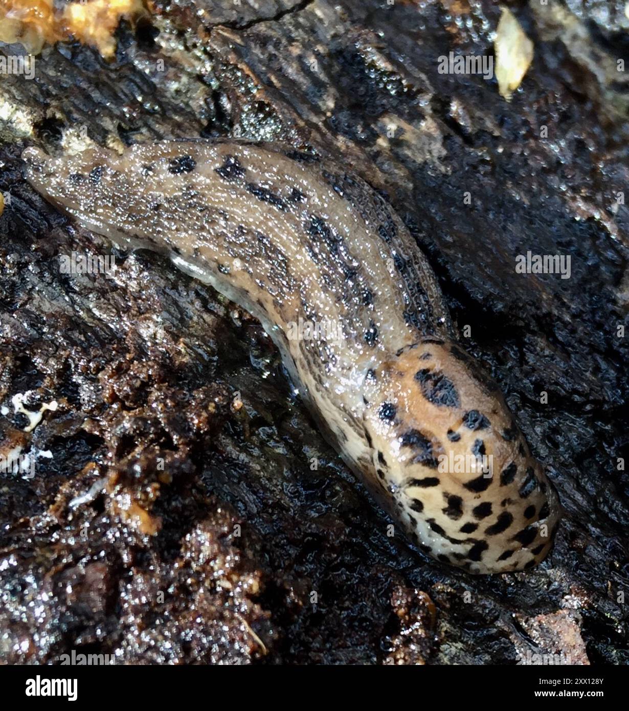 Leopard Slug (Limax maximus) Mollusca Stock Photo - Alamy
