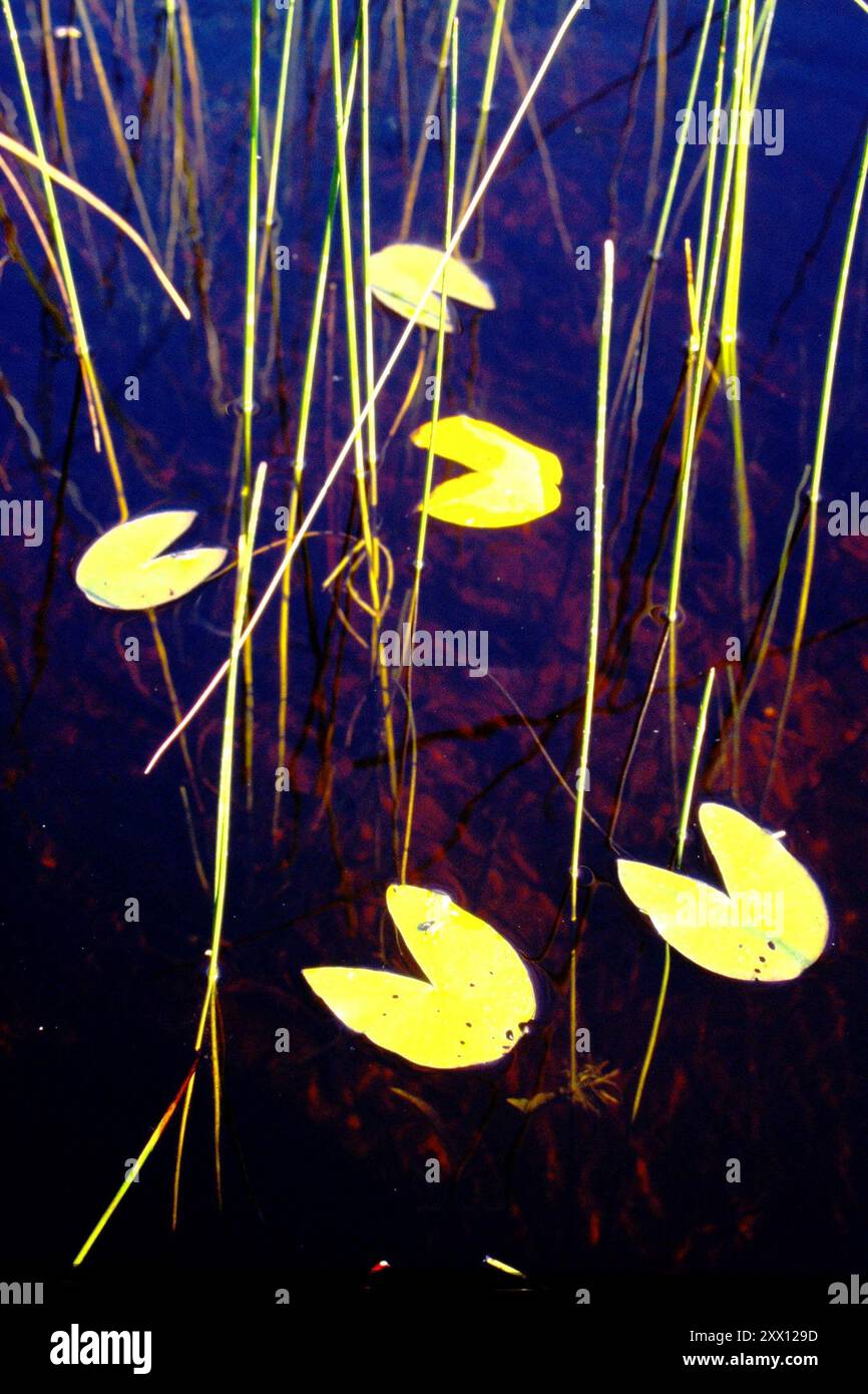 Dwarf Water-lily (Nymphaea leibergii) Plantae Stock Photo - Alamy
