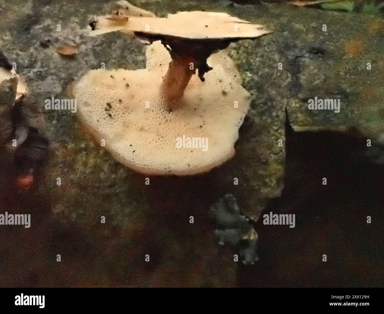 Winter polypore (Lentinus brumalis) Fungi Stock Photo - Alamy