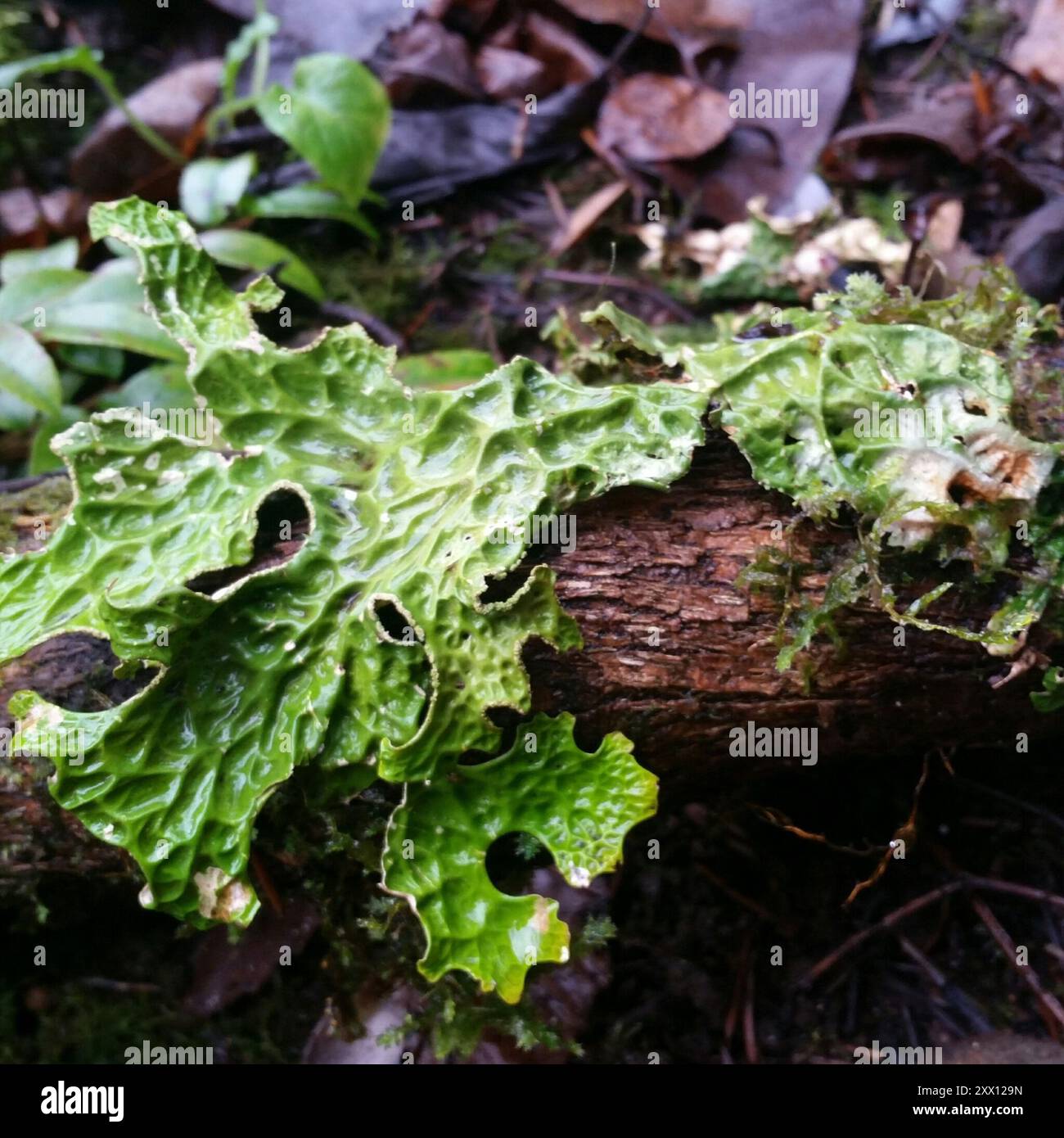 Tree Lungwort (Lobaria pulmonaria) Fungi Stock Photo - Alamy