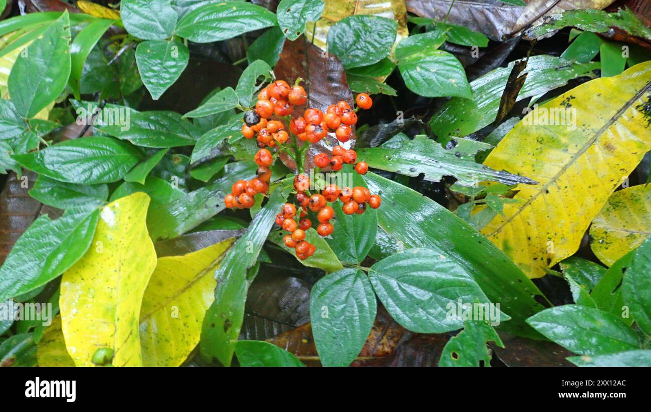 Xiphidium caeruleum hi-res stock photography and images - Alamy