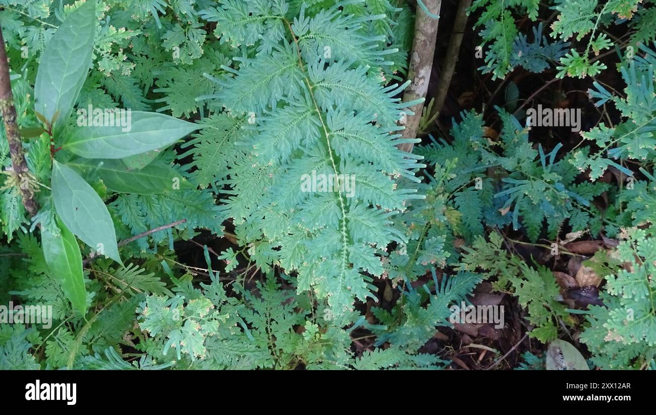 spikemosses (Selaginella) Plantae Stock Photo - Alamy