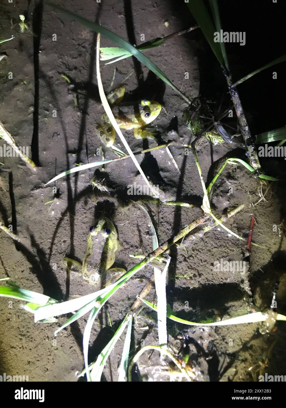 Lesser Swimming Frog (Pseudis minuta) Amphibia Stock Photo - Alamy