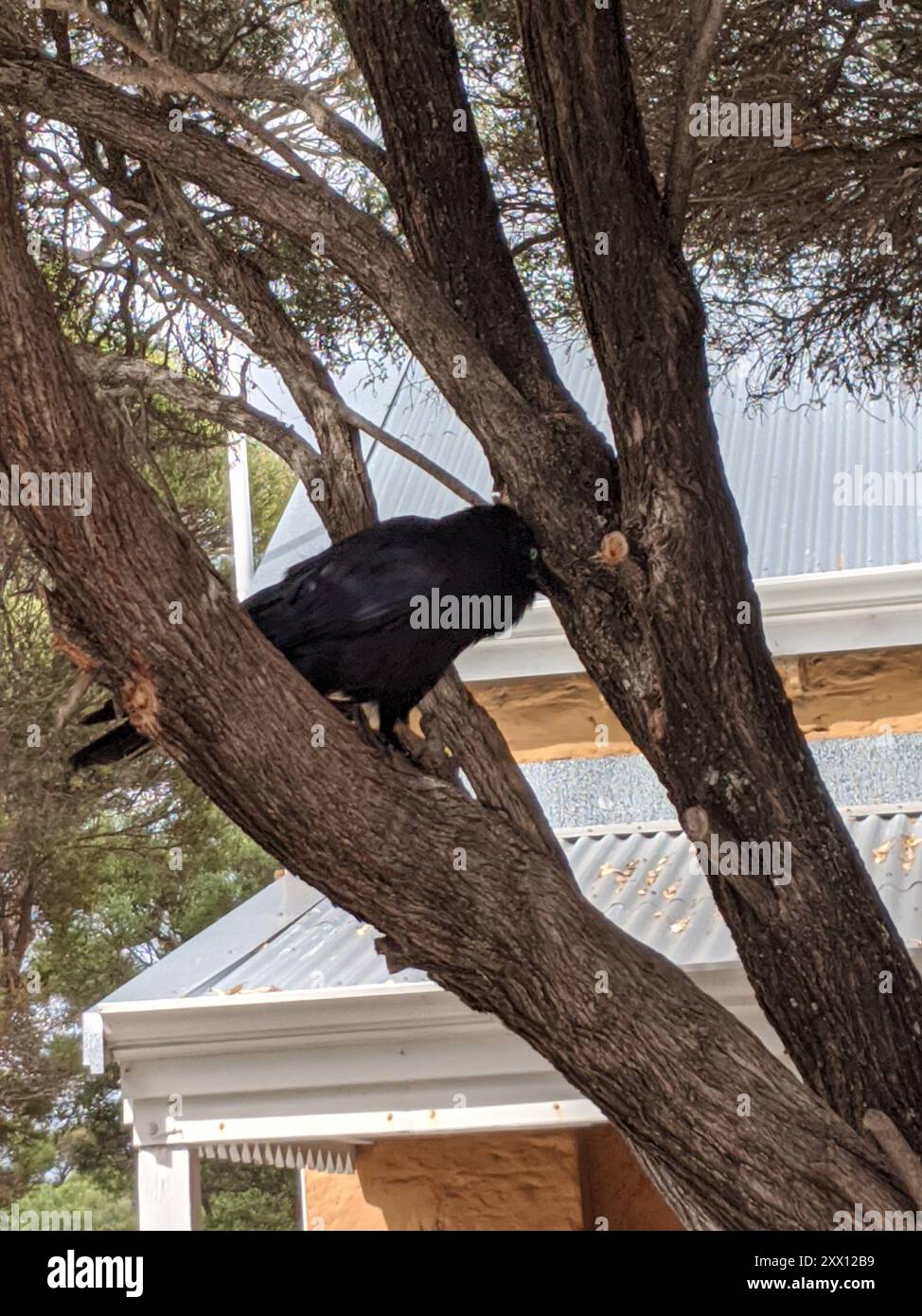 Australian Raven (Corvus coronoides) Aves Stock Photo - Alamy