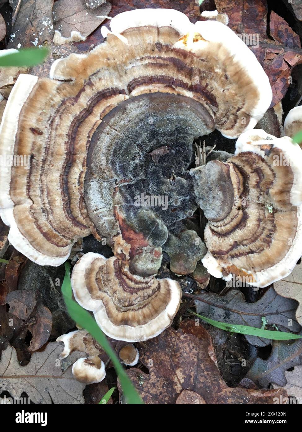 turkey-tail (Trametes versicolor) Fungi Stock Photo - Alamy
