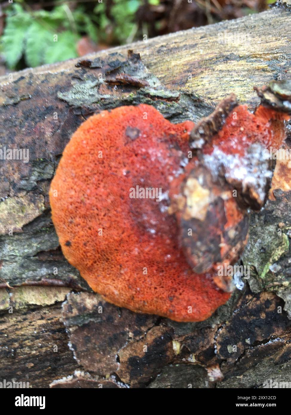 Northern Cinnabar Polypore (Trametes cinnabarina) Fungi Stock Photo - Alamy