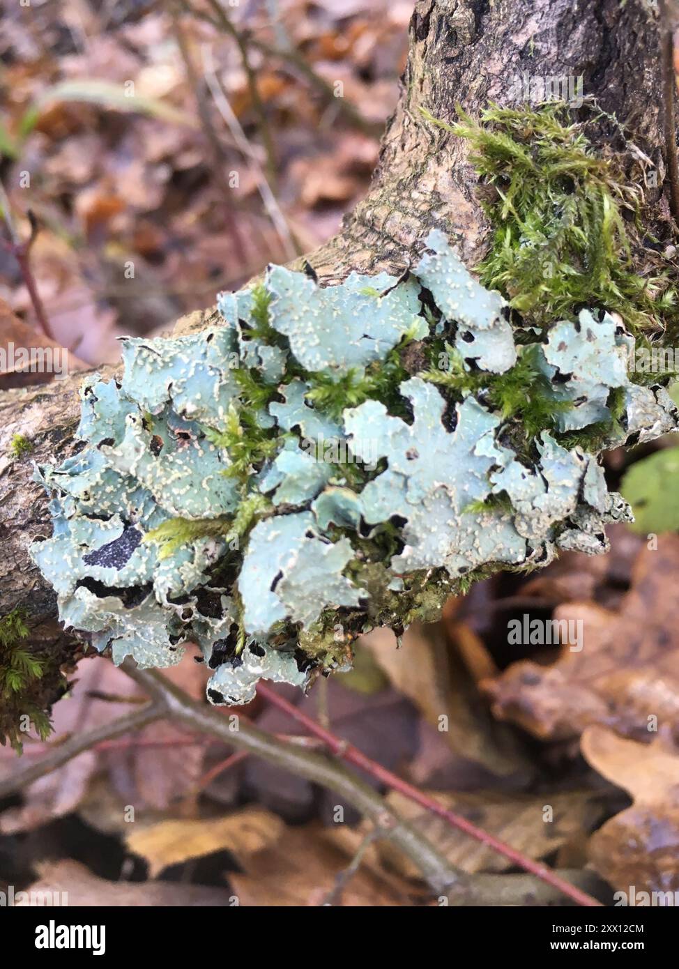 shield lichen (Parmelia sulcata) Fungi Stock Photo - Alamy