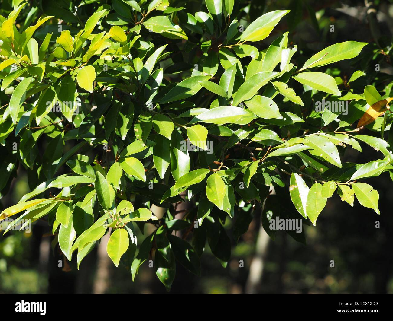 Formosan Michelia (Magnolia compressa formosana) Plantae Stock Photo ...