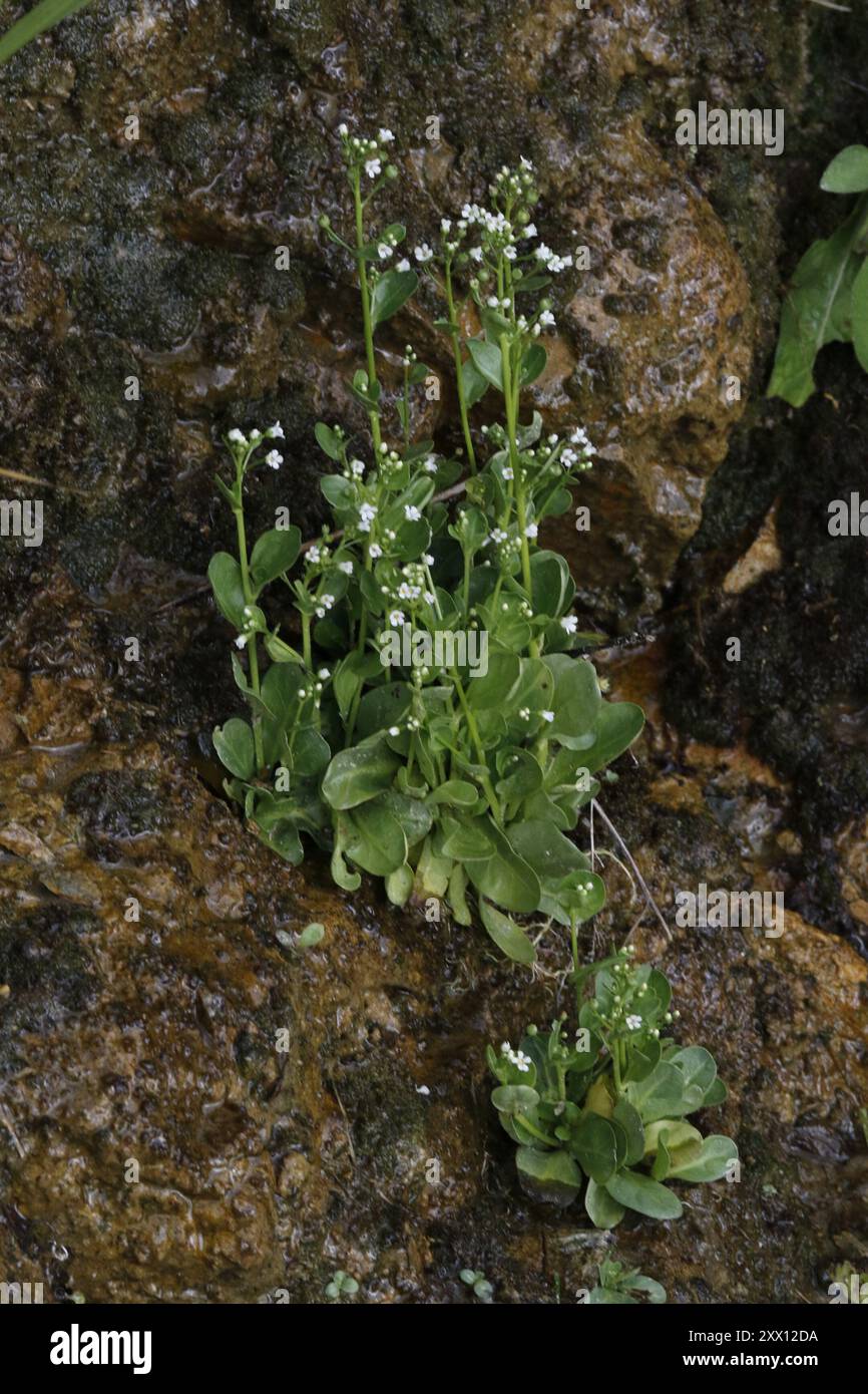 Thin Leaf Brookweed (Samolus valerandi) Plantae Stock Photo - Alamy