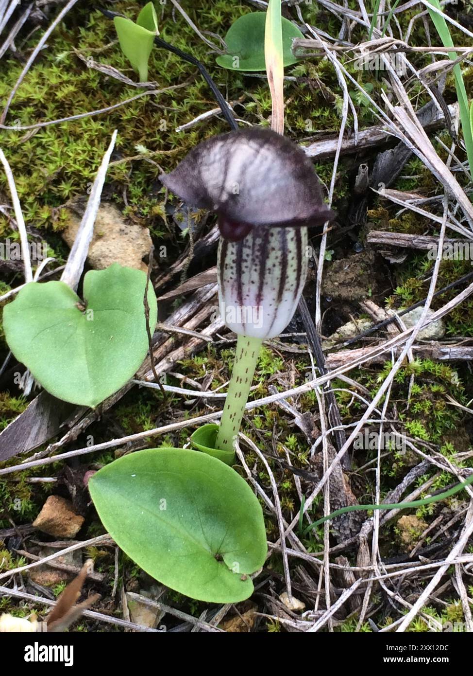 Mousetail Plant (Arisarum simorrhinum) Plantae Stock Photo - Alamy