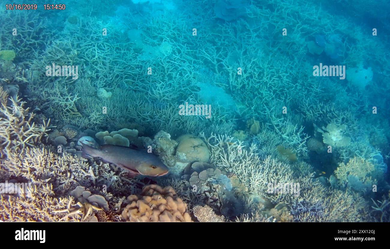 Two-spot Red Snapper (Lutjanus bohar) Actinopterygii Stock Photo - Alamy
