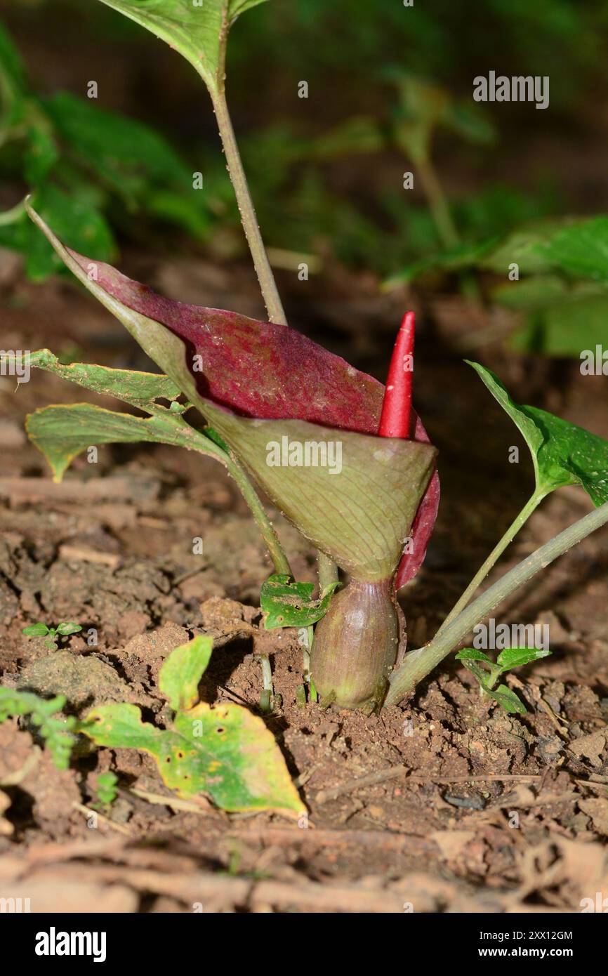 (Typhonium trilobatum) Plantae Stock Photo - Alamy