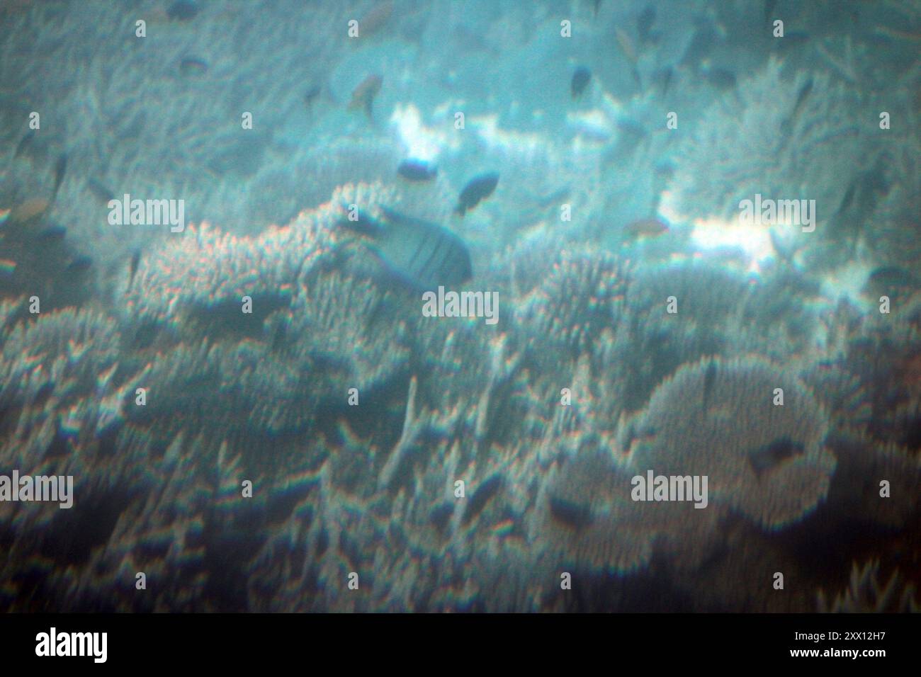 Whitley's Sergeant (Abudefduf whitleyi) Actinopterygii Stock Photo - Alamy