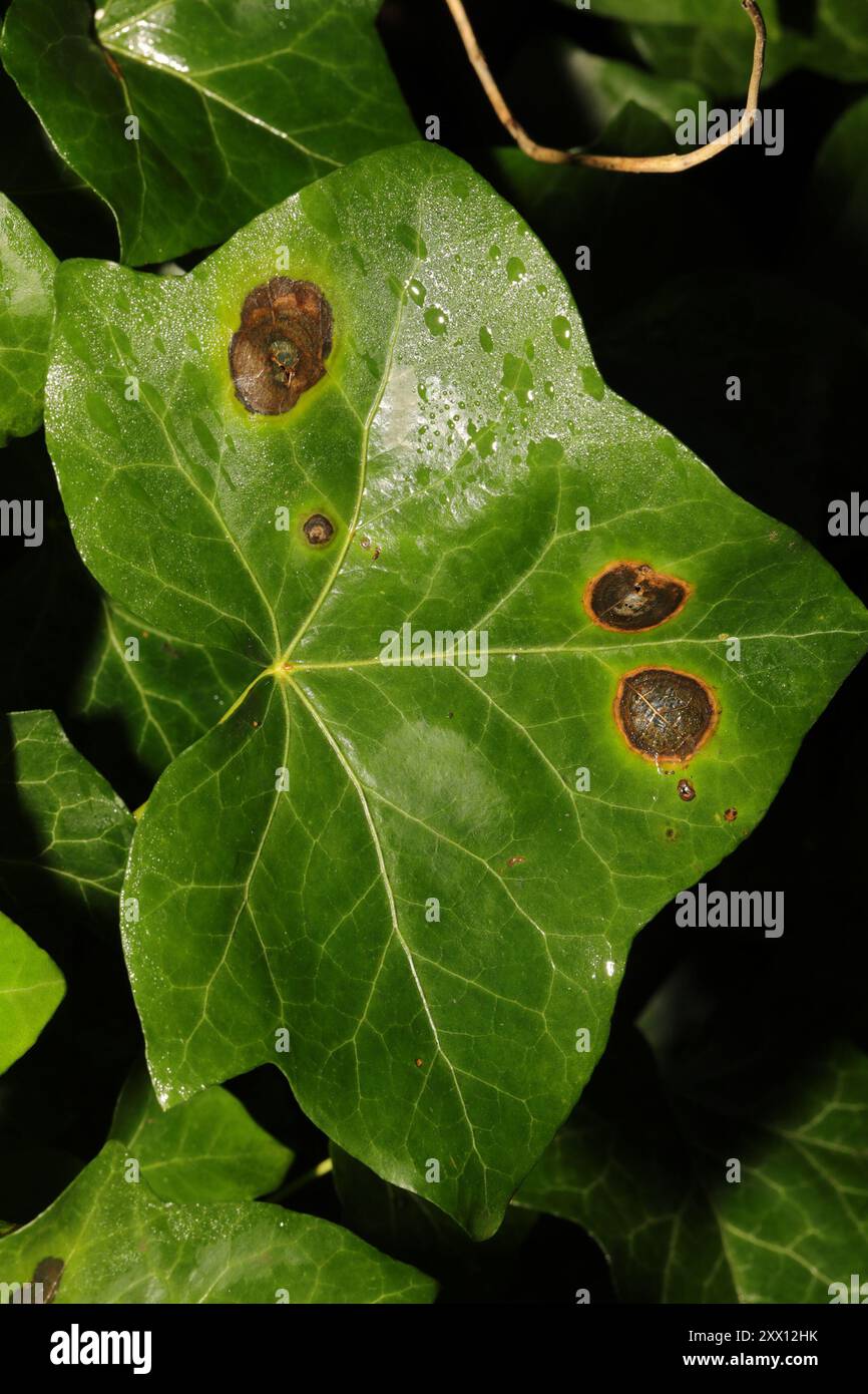 Leaf spot of ivy (Boeremia hedericola) Fungi Stock Photo - Alamy