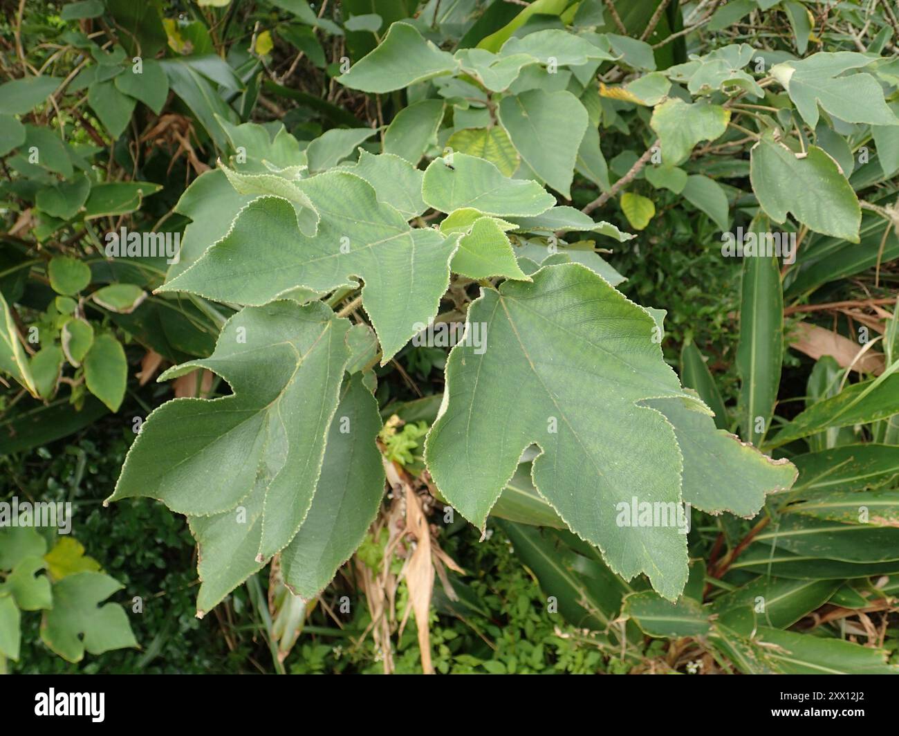 Paper mulberry (Broussonetia papyrifera) Plantae Stock Photo - Alamy