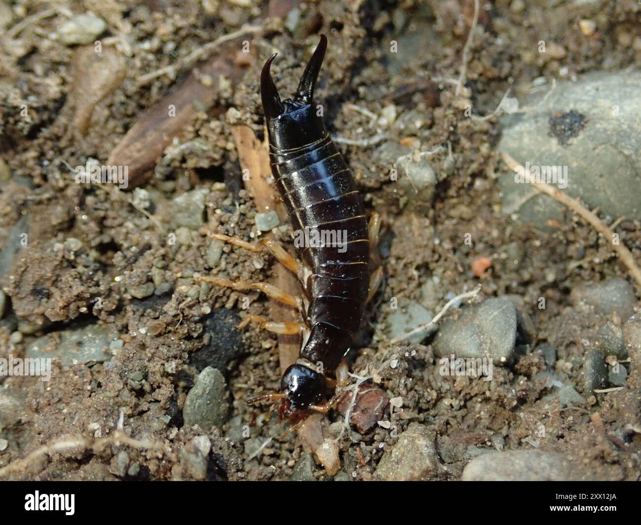 Mata (Anisolabis littorea) Insecta Stock Photo - Alamy