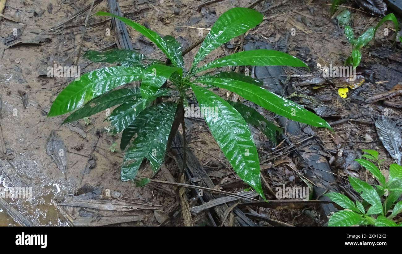 plants (Plantae) Plantae Stock Photo - Alamy