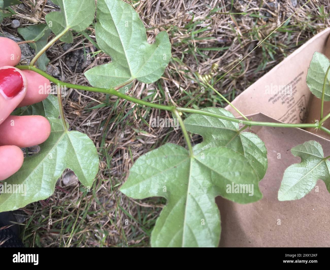 fringed passionflower (Passiflora ciliata) Plantae Stock Photo - Alamy