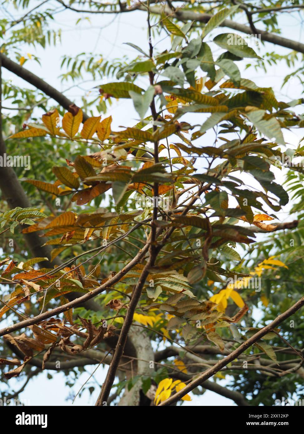 (Rhus chinensis roxburghii) Plantae Stock Photo - Alamy